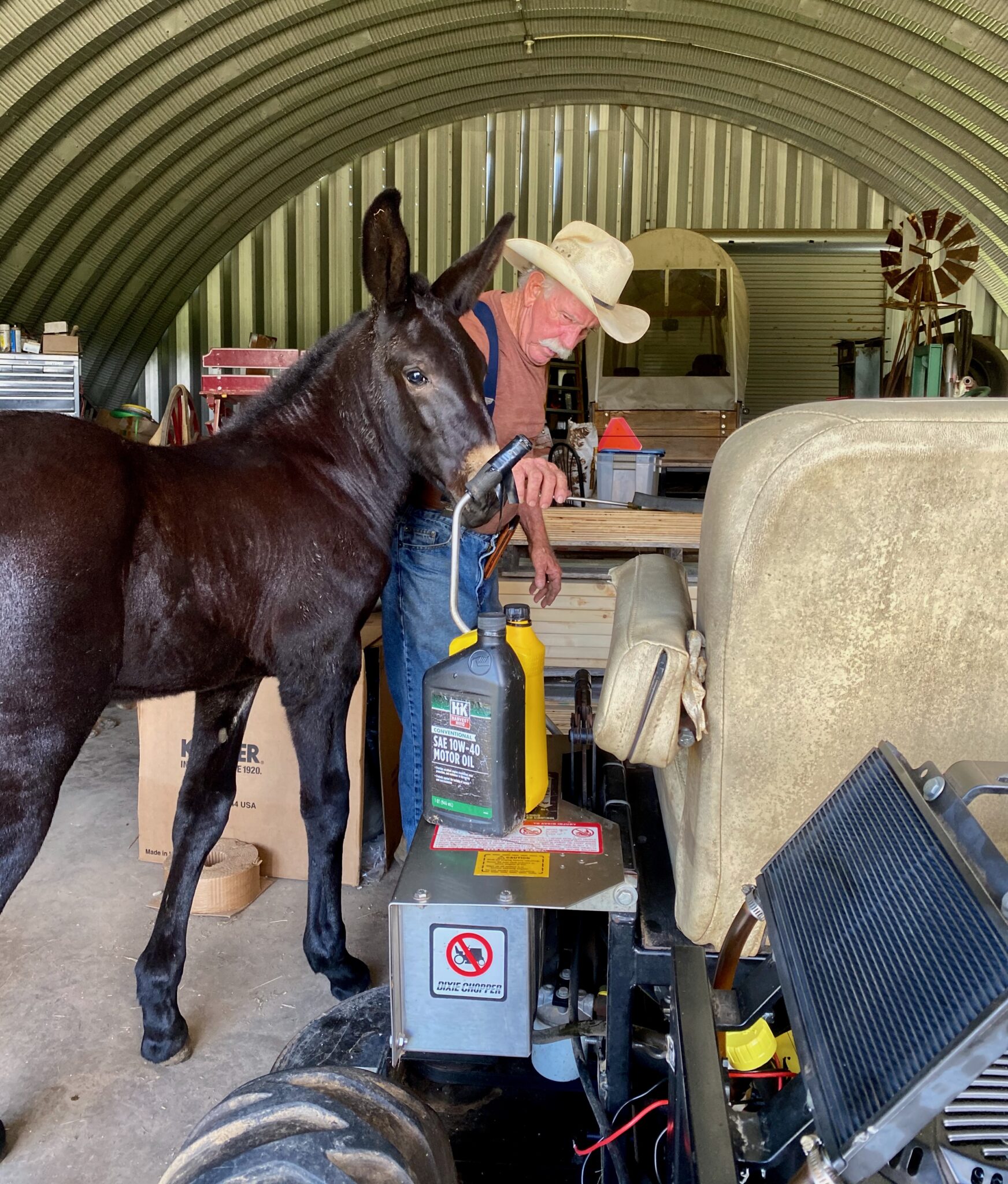 Mules – Townley's Jackstock