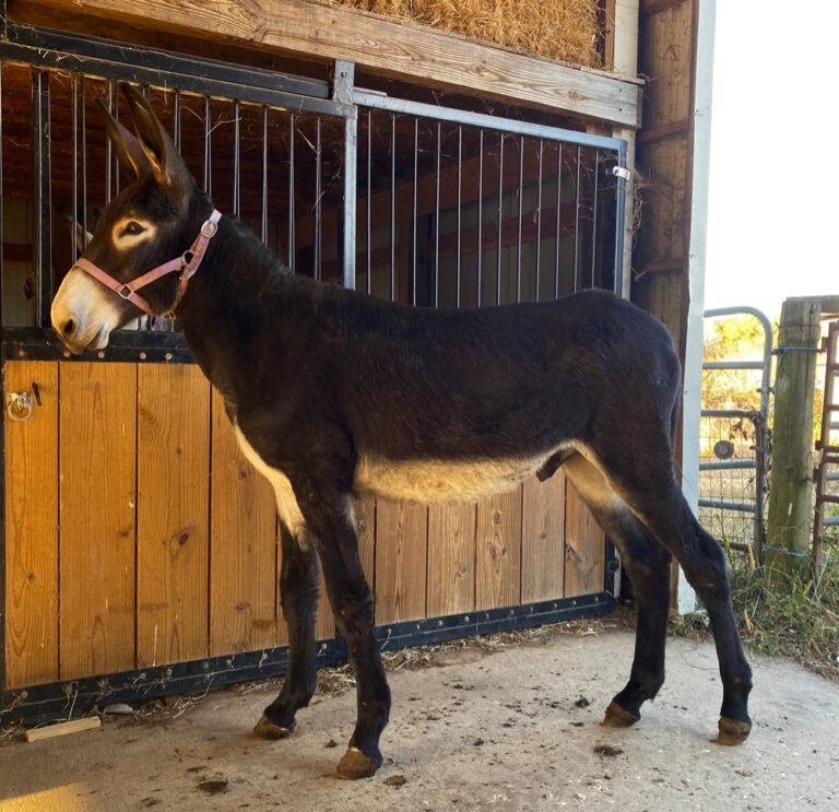 For Sale – Townley's Jackstock