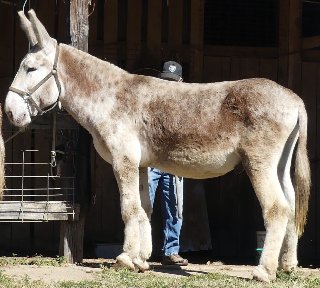 Stud Service – Townley's Jackstock