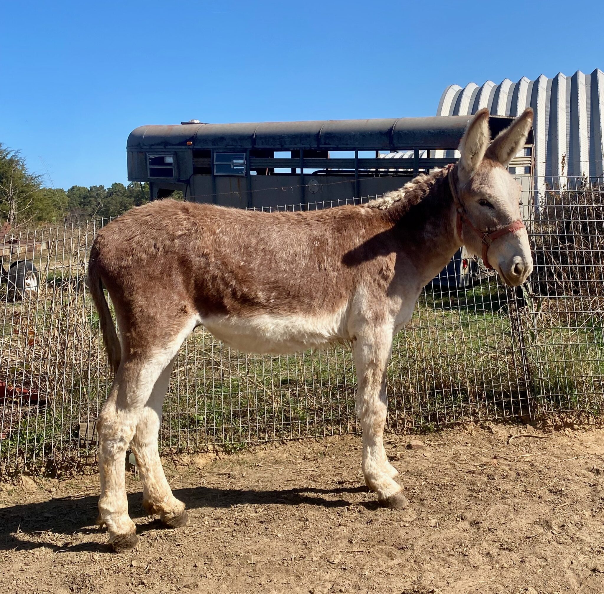 For Sale – Townley's Jackstock